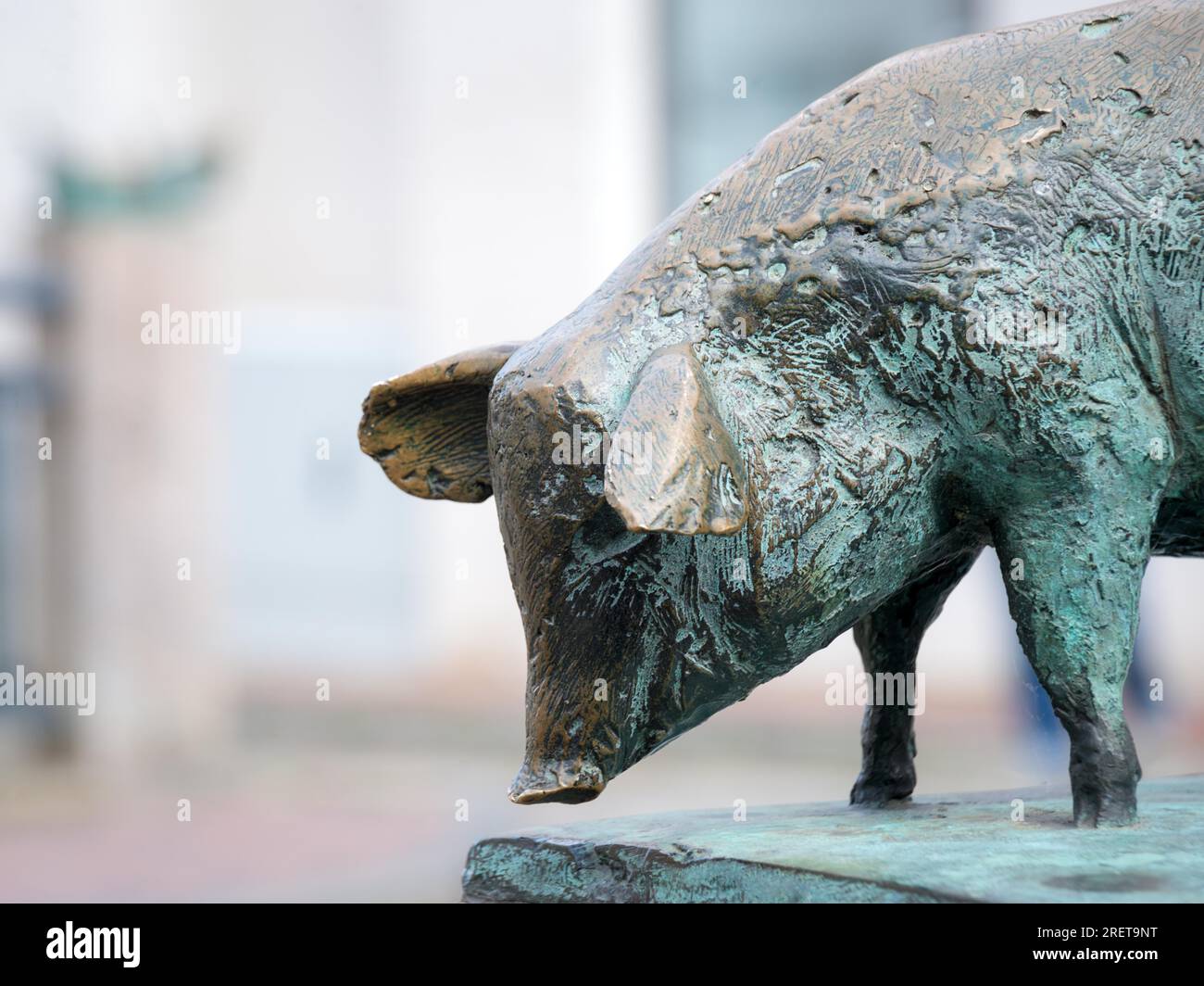 Pig as a bronze statue on the canal bridge in the city of Wismar Stock ...