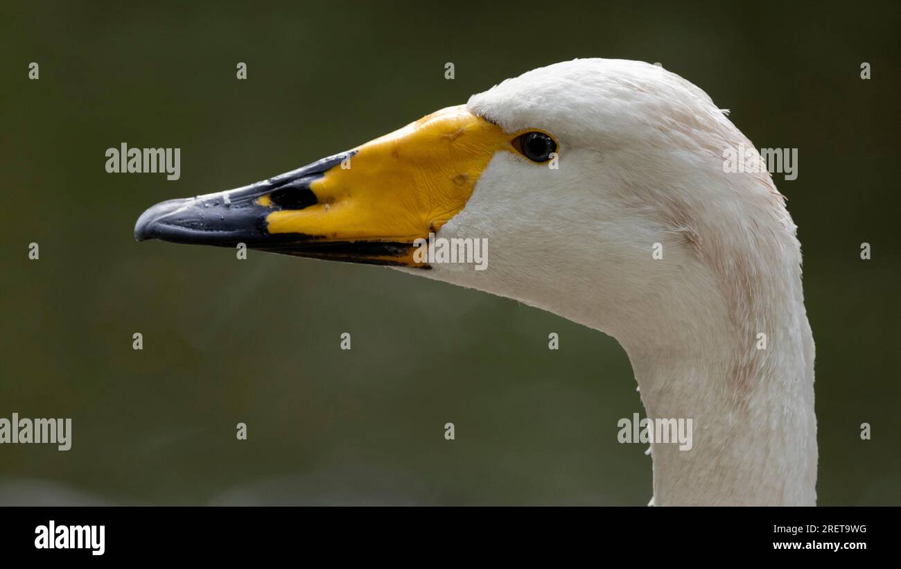 Goose and swan hi-res stock photography and images - Alamy