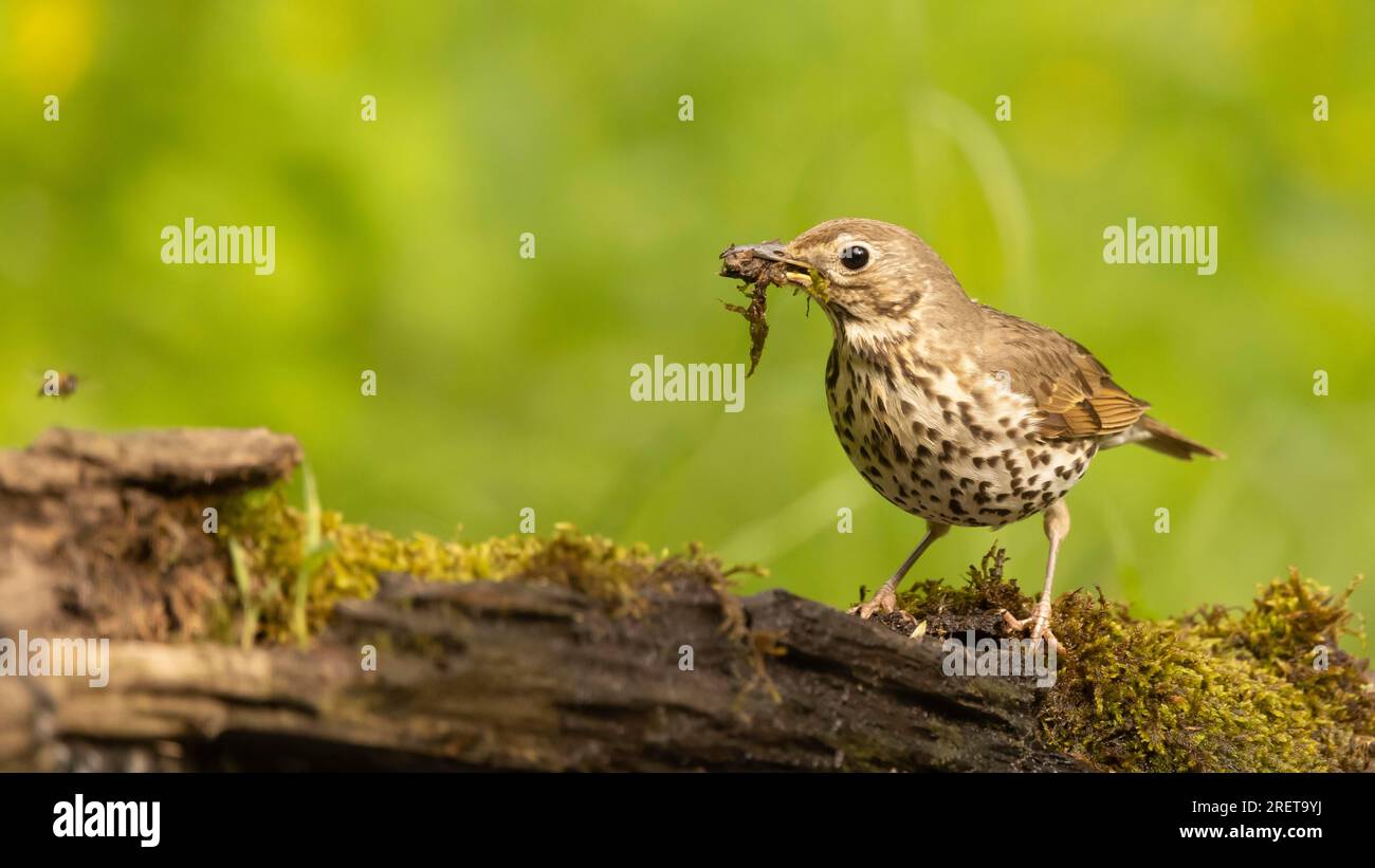 Song thrush nest building hi-res stock photography and images - Alamy