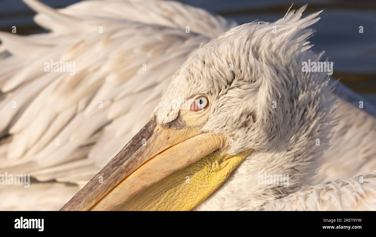 Unesco heritage danube delta hi-res stock photography and images - Alamy