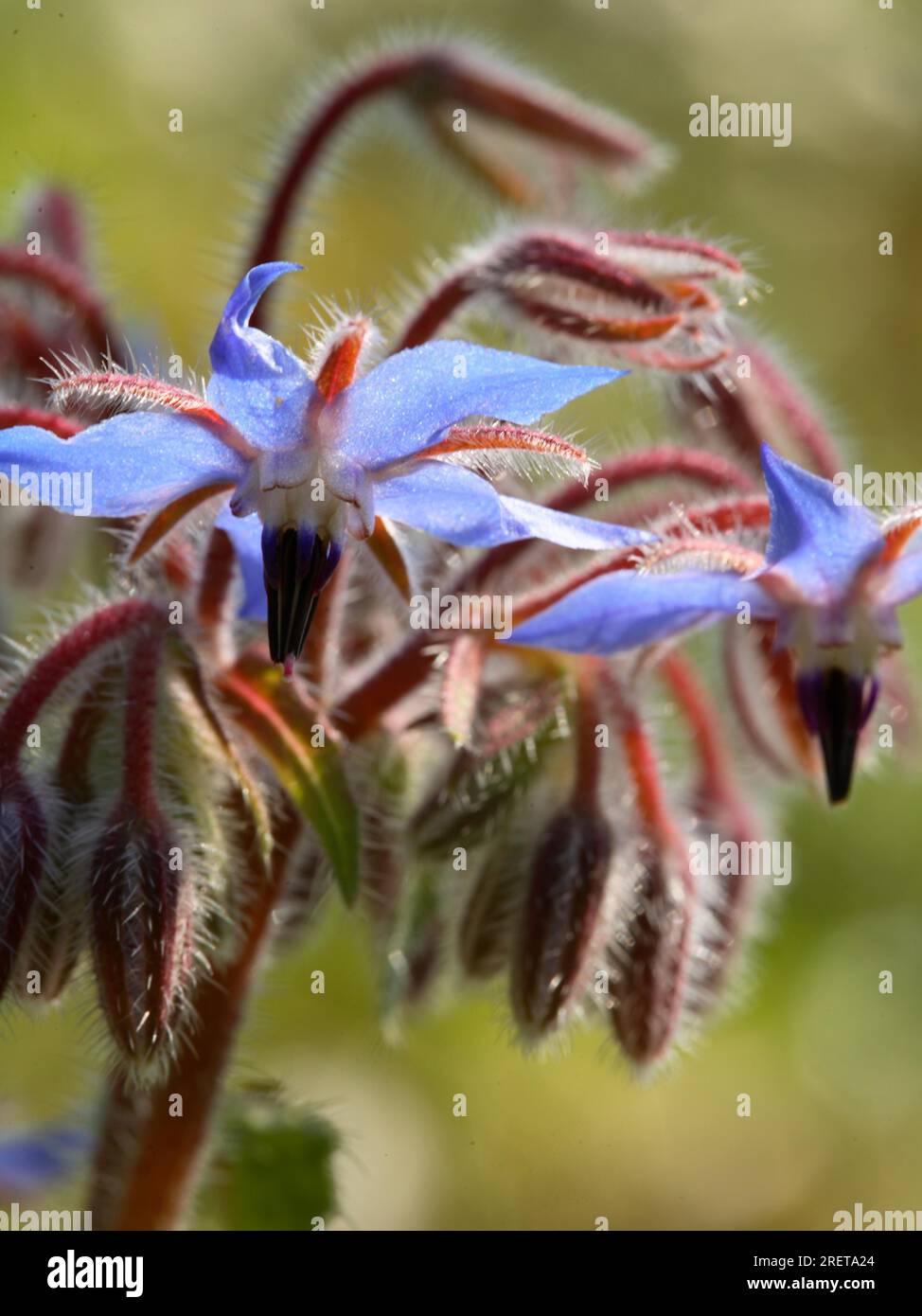 Borage (Borago officinalis Stock Photo - Alamy