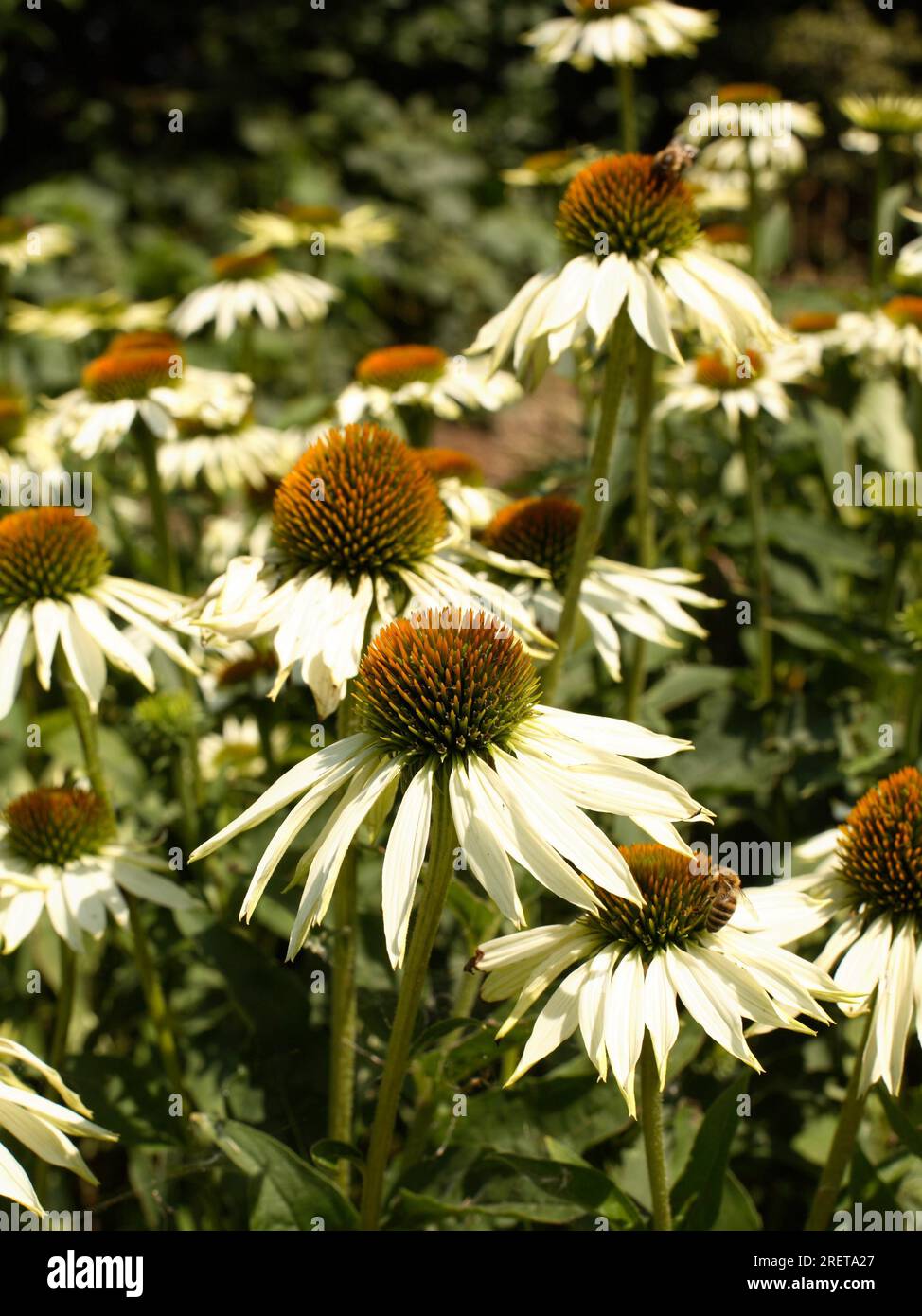 Red coneflower (Echinacea) - purpurea 'Alba' Stock Photo - Alamy