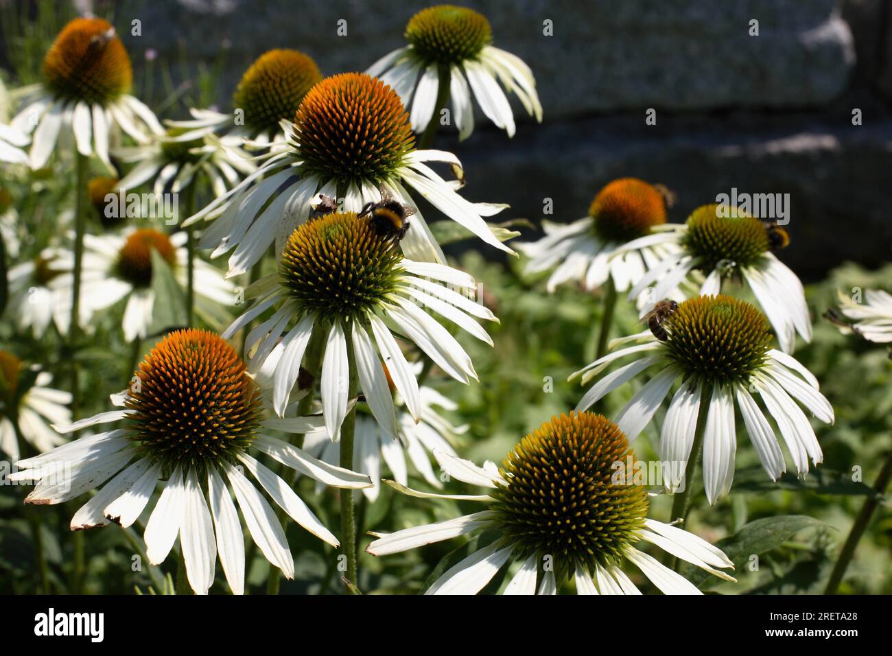 Red coneflower (Echinacea) - purpurea 'Alba' Stock Photo - Alamy
