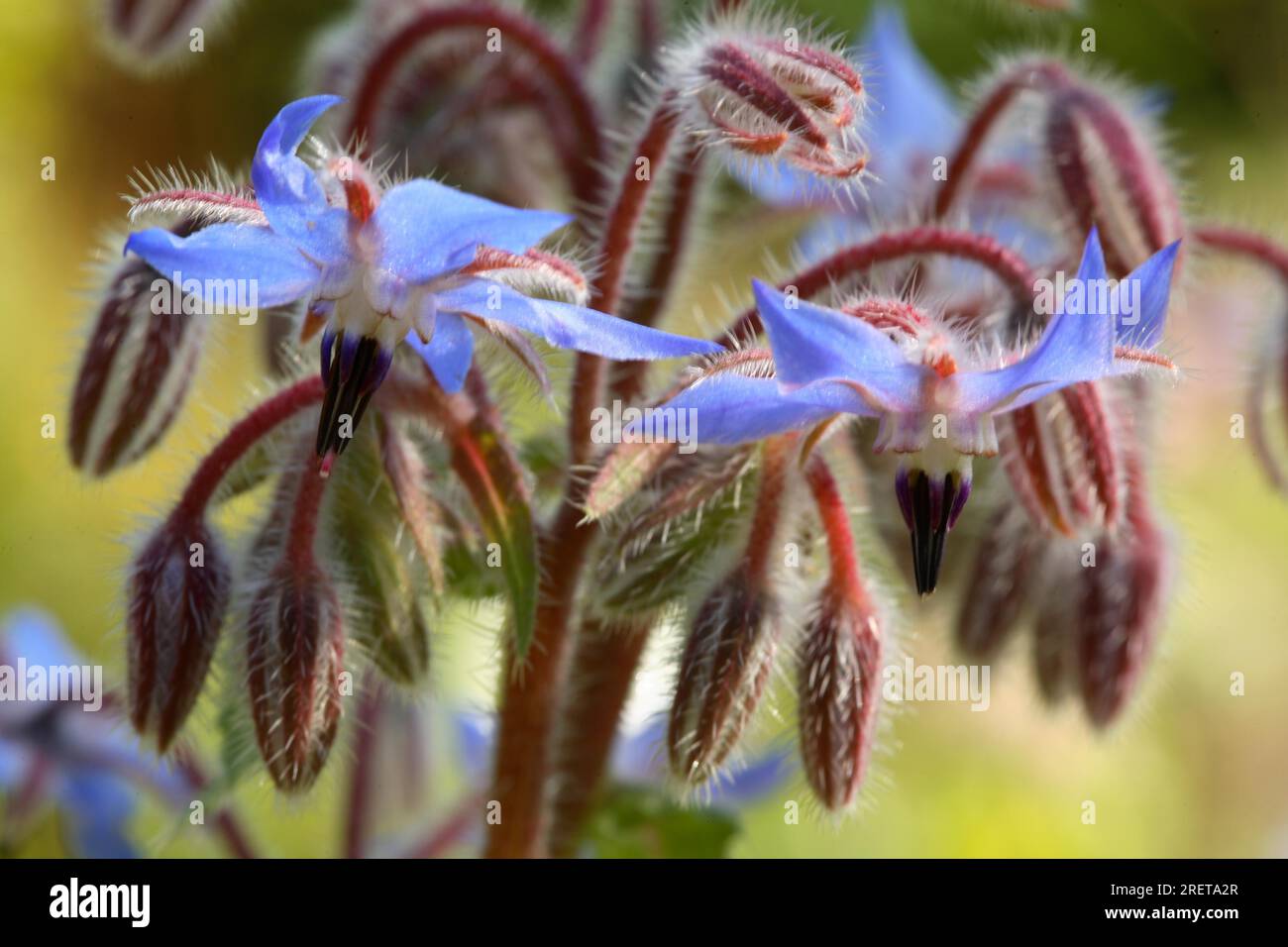 Borage (Borago officinalis Stock Photo - Alamy