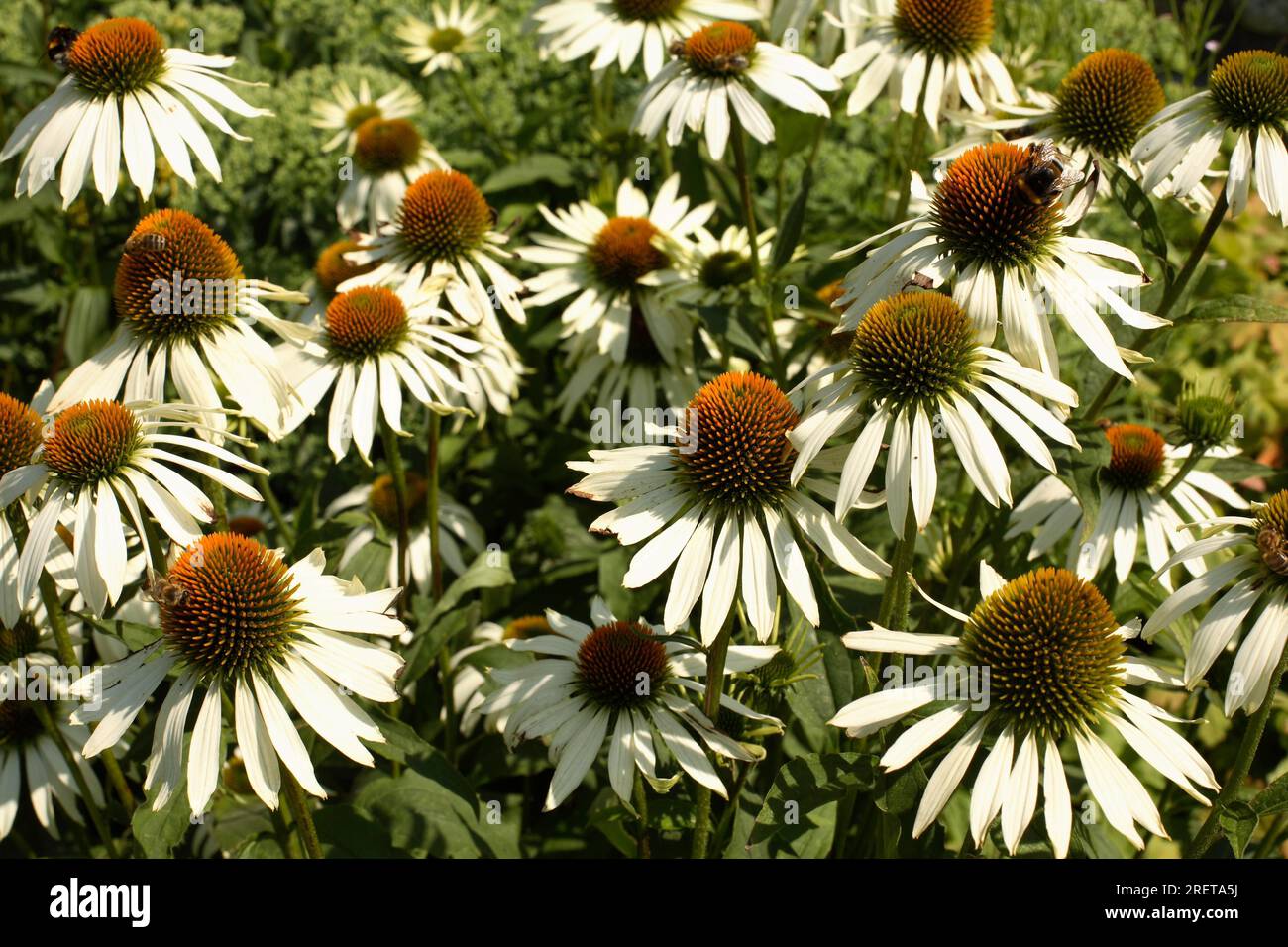 Red coneflower (Echinacea) - purpurea 'Alba' Stock Photo - Alamy