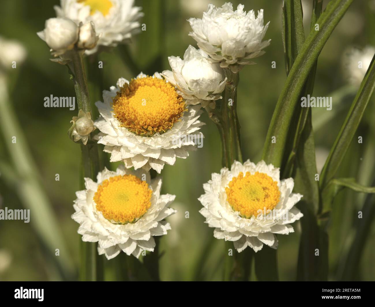Ammobium alatum - Paper Button Sand Immortelle Winged everlasting Stock ...