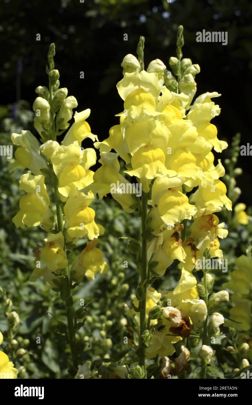 'Sonnet Yellow' - common snapdragon (Antirrhinum majus) Garden ...