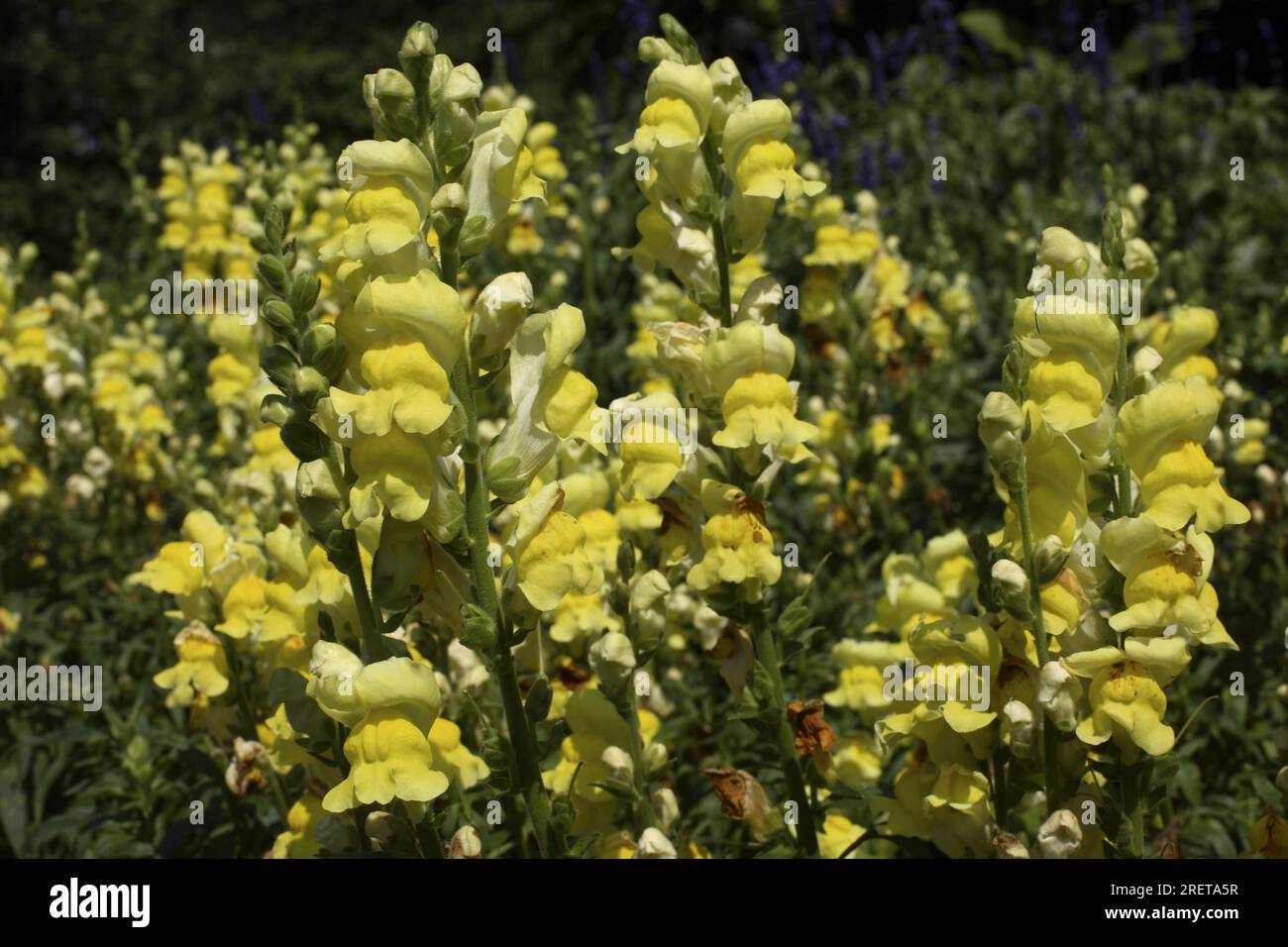 'Sonnet Yellow' - common snapdragon (Antirrhinum majus) Garden ...