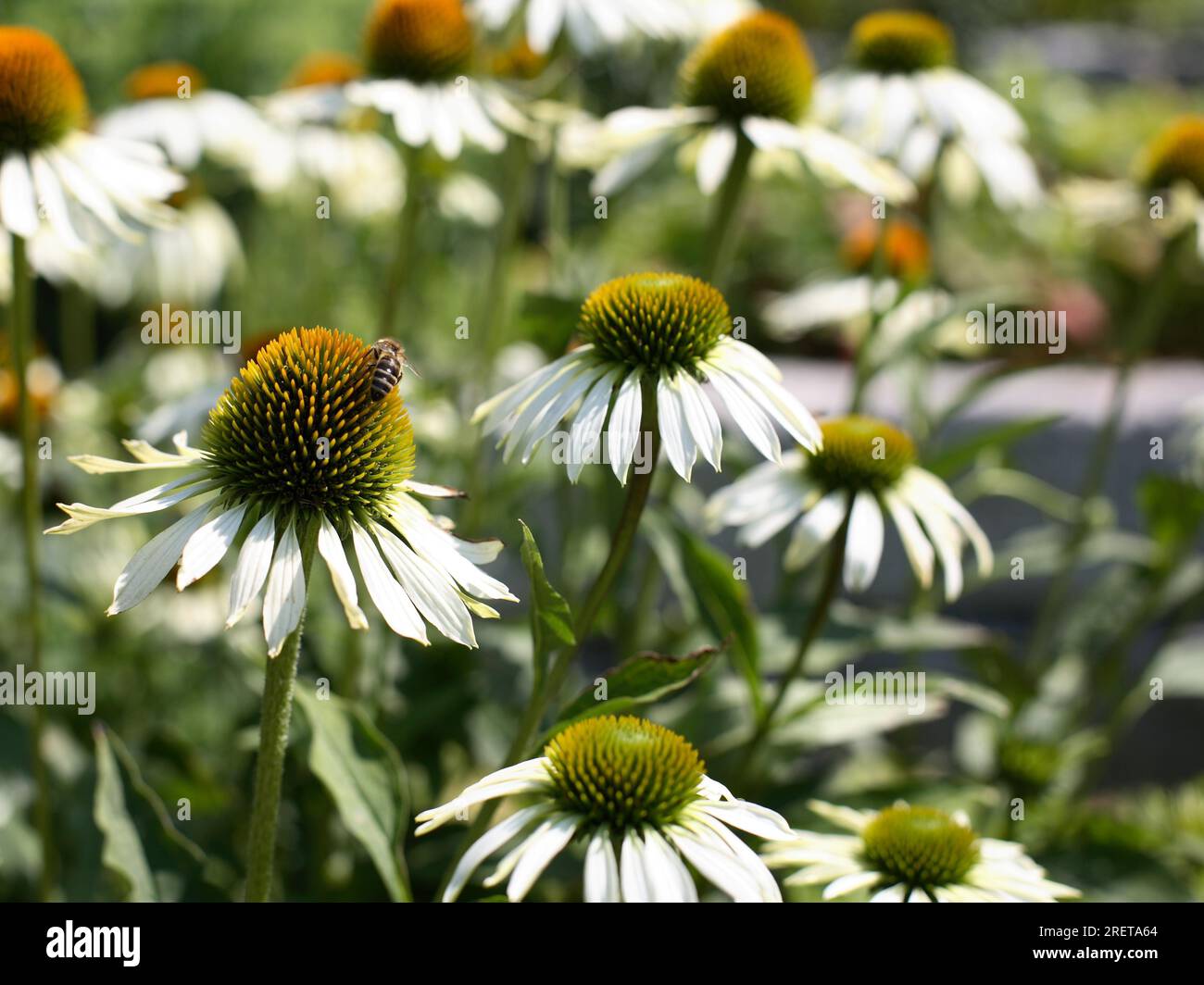 Red coneflower (Echinacea) - purpurea 'Alba' Stock Photo - Alamy