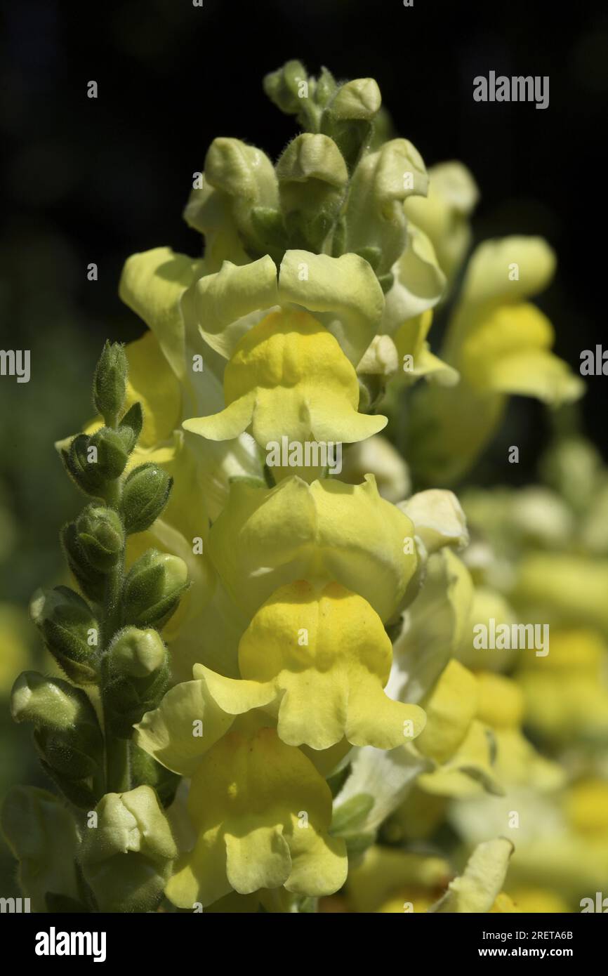 'Sonnet Yellow' - common snapdragon (Antirrhinum majus) Garden ...