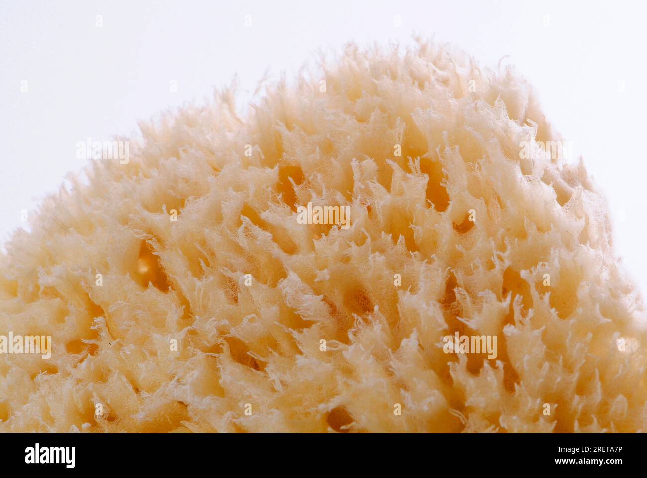 Sponge animal hi-res stock photography and images - Alamy