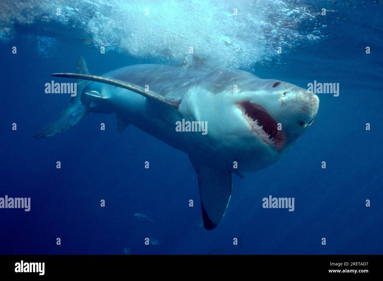 South african great white hi-res stock photography and images - Alamy