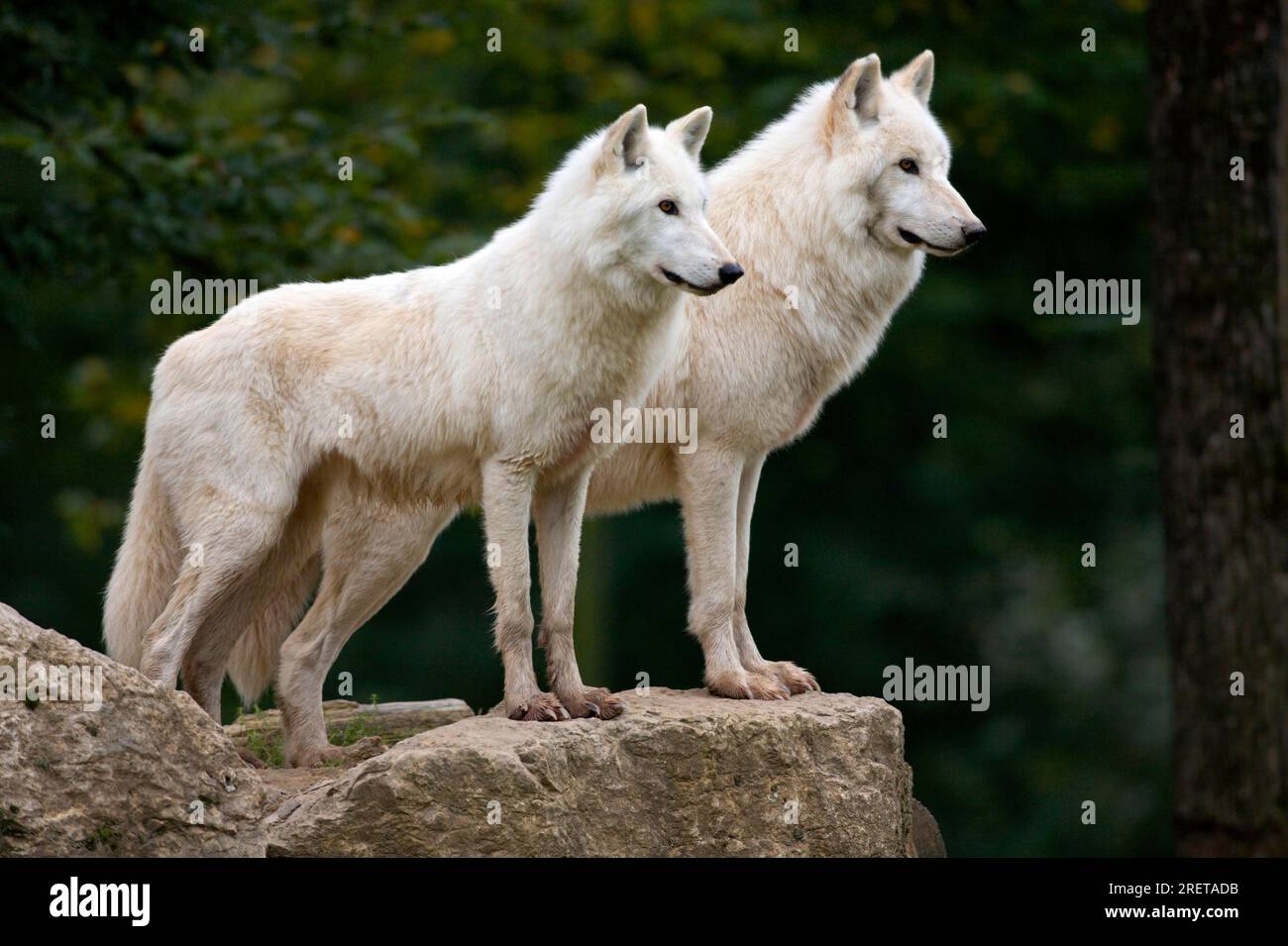 Arctic Wolves (Canis lupus arctos Stock Photo - Alamy