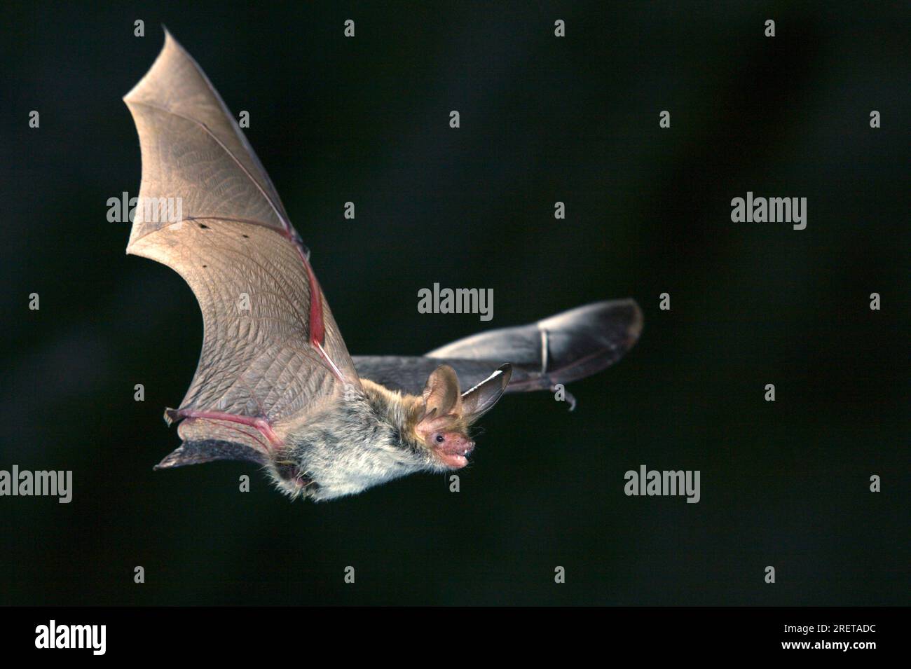 Bechstein's Bat (Myotis bechsteinii), Germany Stock Photo - Alamy