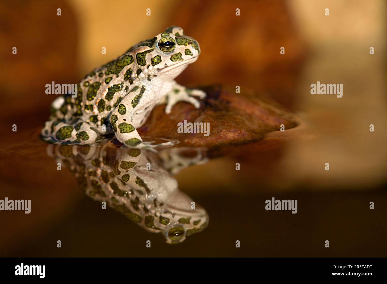 Green Toad (Bufo viridis Stock Photo - Alamy