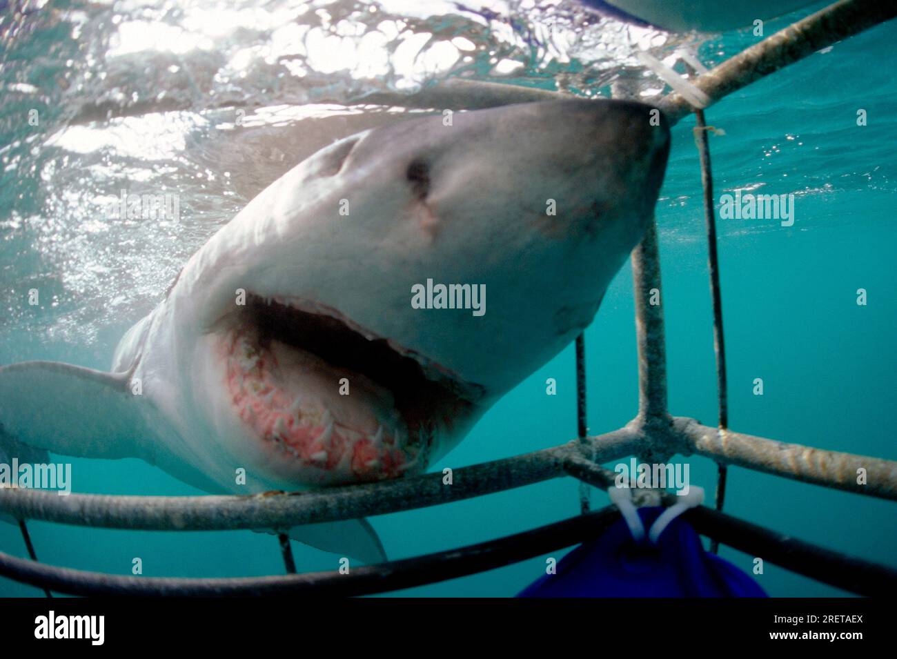 Great white shark (Carcharodon carcharias) rams shark cage, Dye, South ...