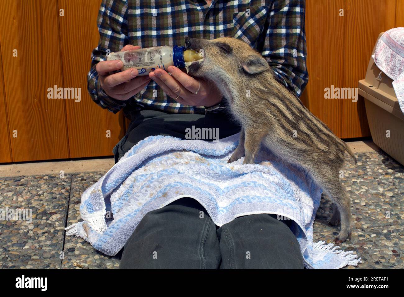 Wild Boar (Sus scrofa), piglet, hand reared, Germany, pig Stock Photo ...