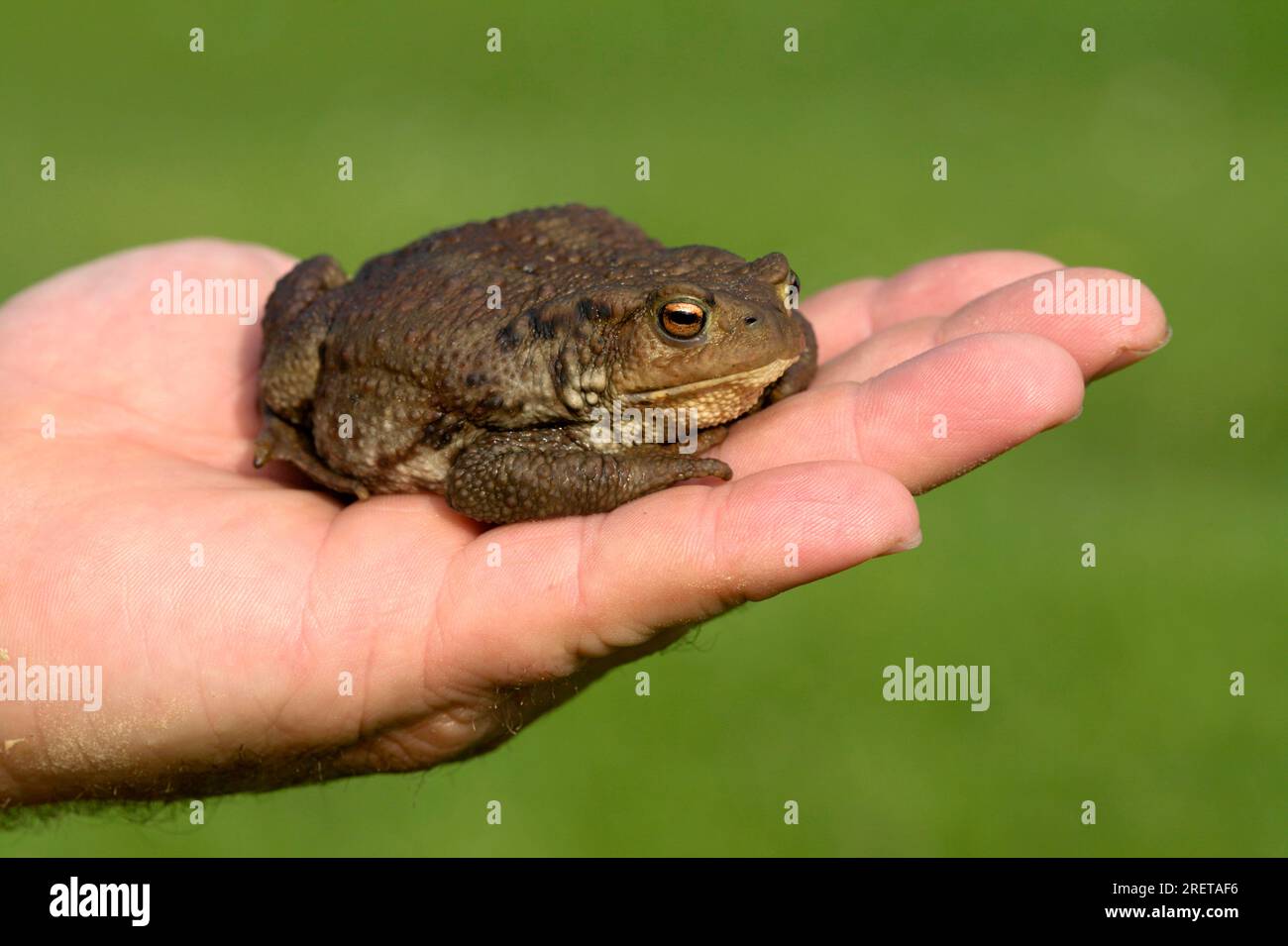 Common Toad (Bufo bufo) on human hand, Germany Stock Photo - Alamy