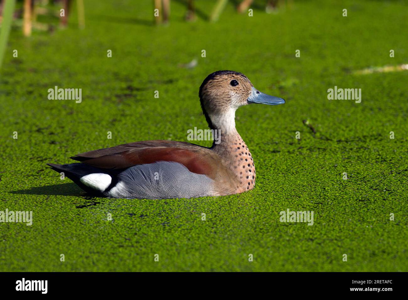 Ringed Teal (Callonetta leucophrys), male, side Stock Photo - Alamy