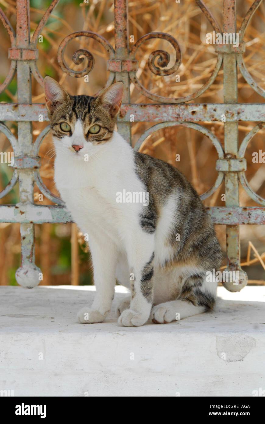 Domestic cat, white and tabby, sitting in front of old wrought-iron ...