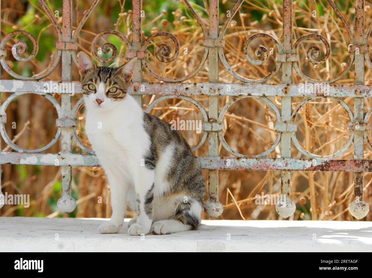 Domestic cat, white and tabby, sitting in front of old wrought-iron ...