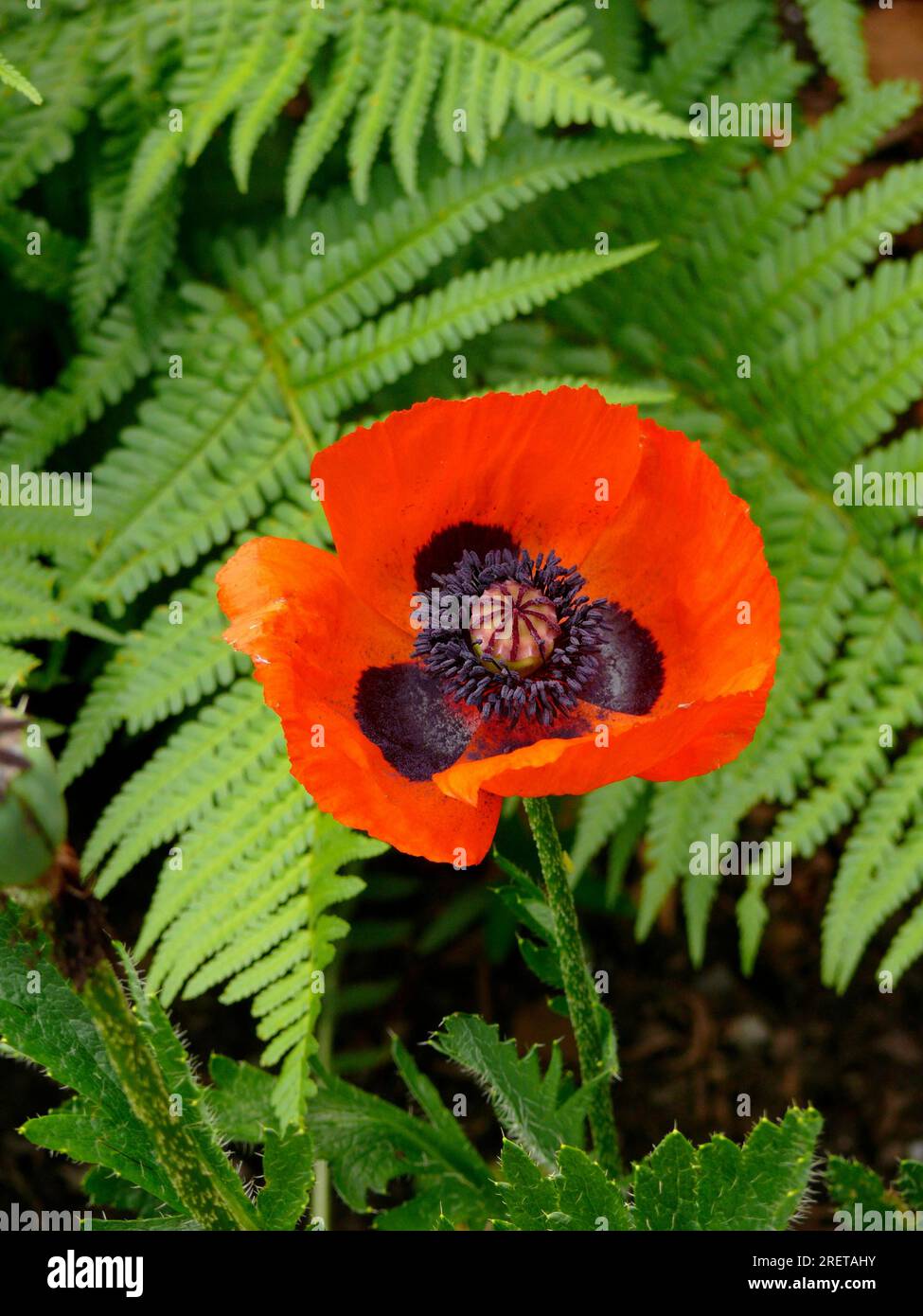 Oriental giant poppy, Oriental poppy (Papaver bracteatum), flower Stock ...