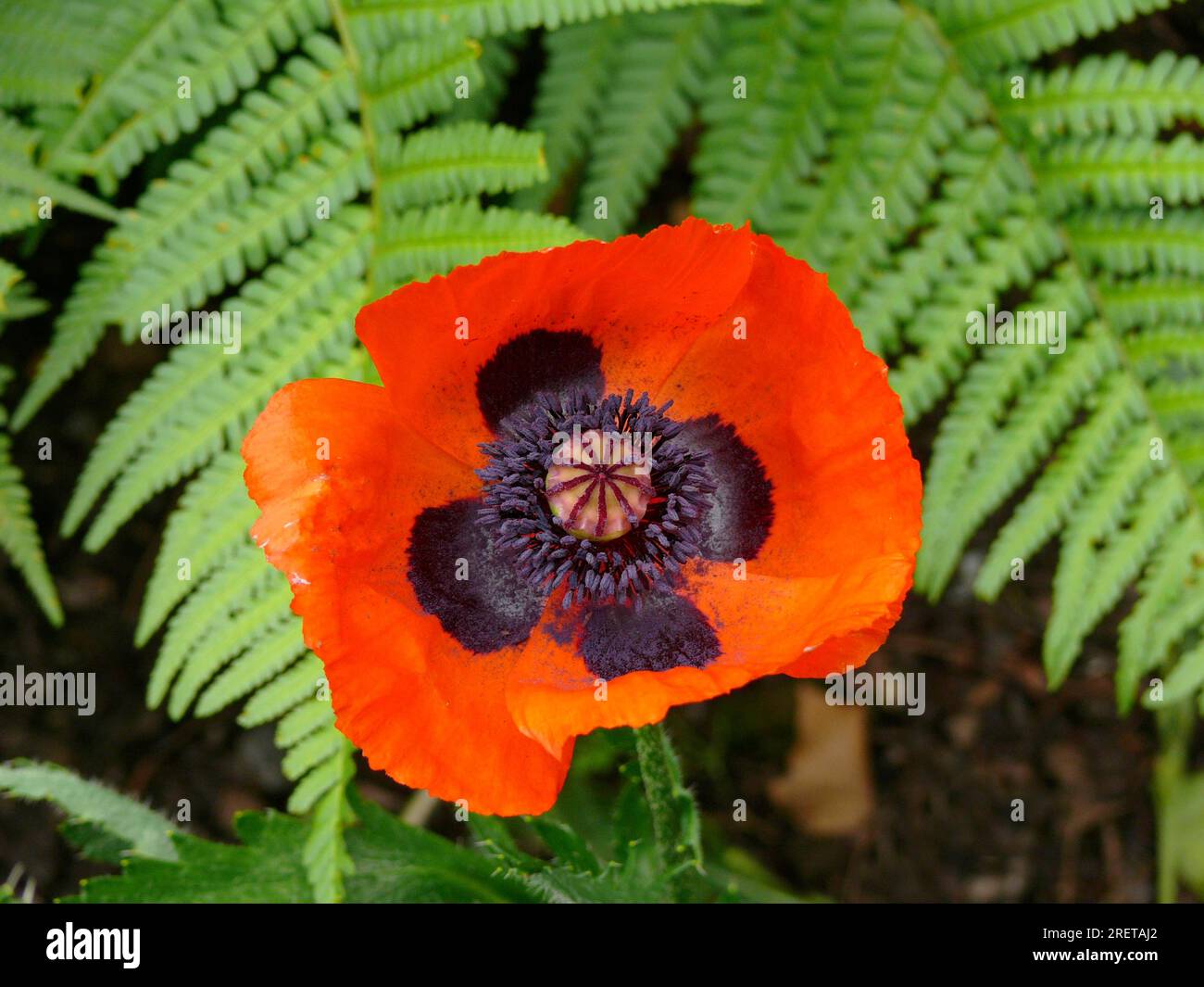 Oriental giant poppy, Oriental poppy (Papaver bracteatum), flower Stock ...