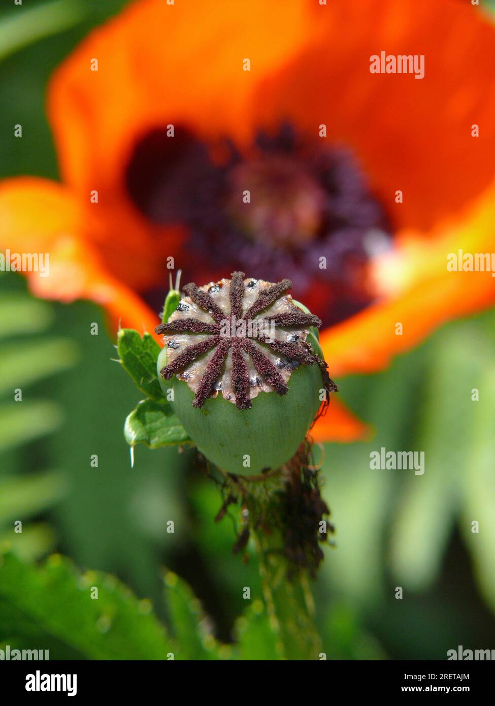 Oriental giant poppy, Oriental poppy (Papaver bracteatum), pistil ...