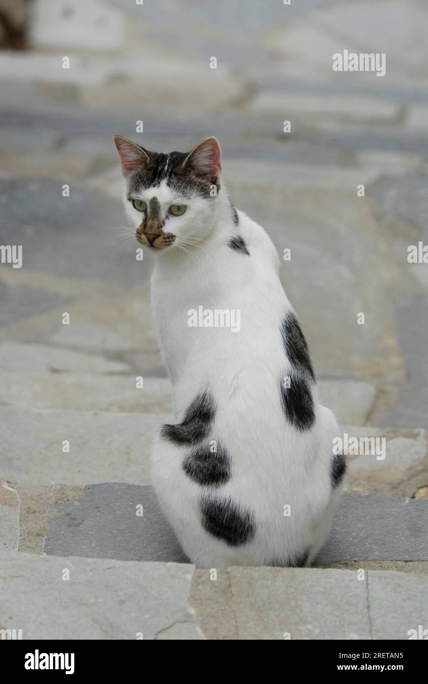 Domestic cat, white with tabby spots, sitting on rocky ground, Tinos ...