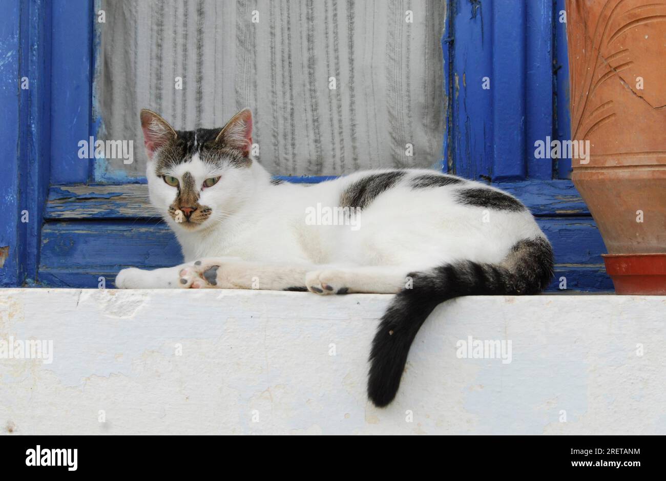 Domestic cat, white with tabby spots, lying on windowsill in front of ...