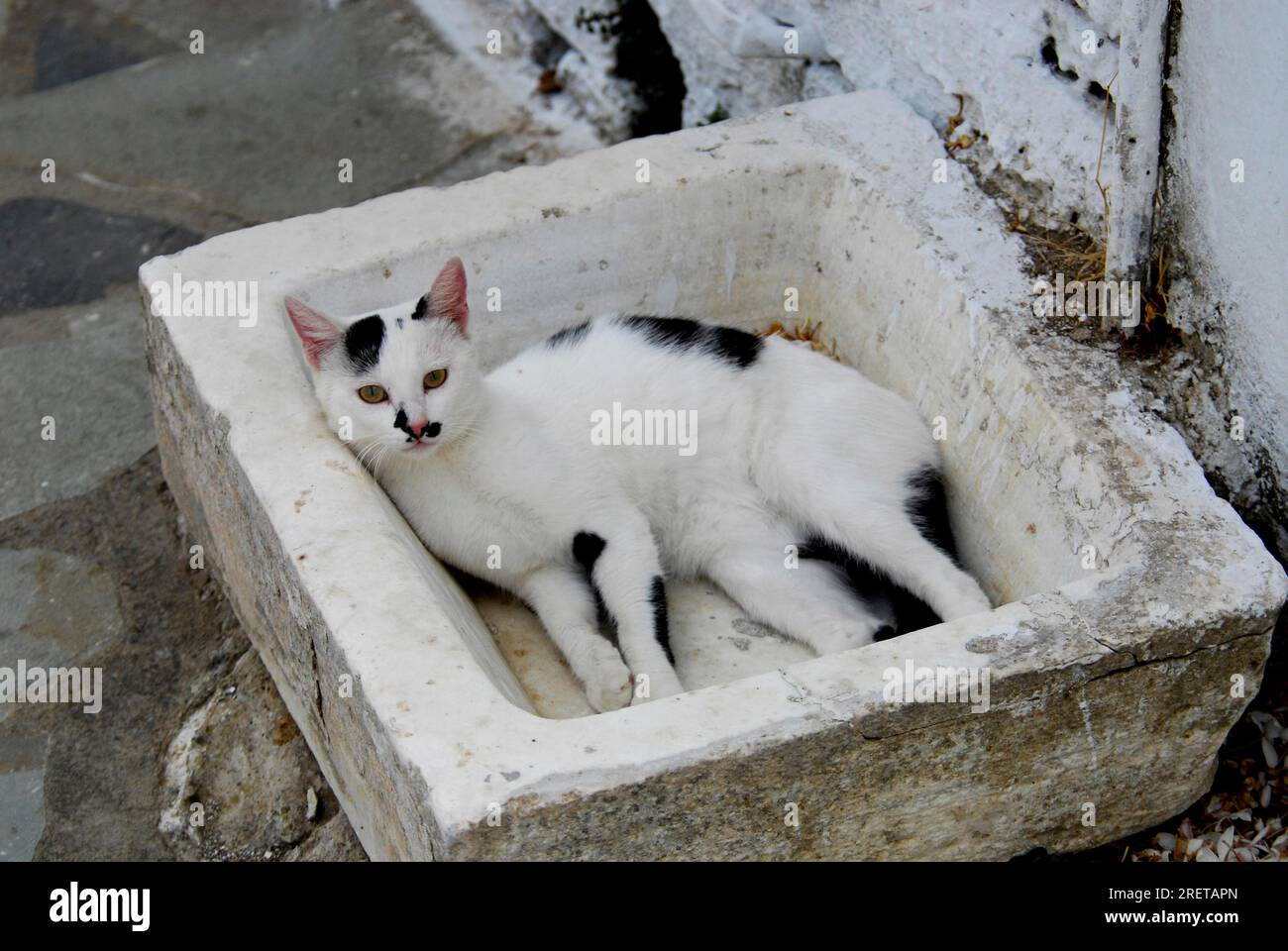 Domestic cat, white with black spots, lying in a stone trough, Tinos ...