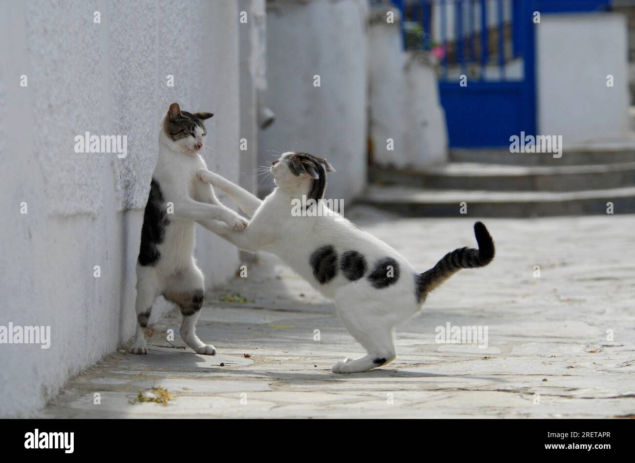 Cat boxing hi-res stock photography and images - Alamy