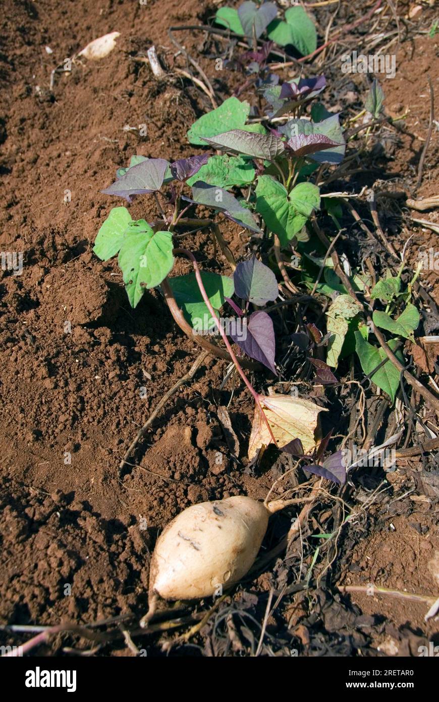 Yam, Cuba, Sweet Potato (Ipomoea batatas), Batata Stock Photo - Alamy