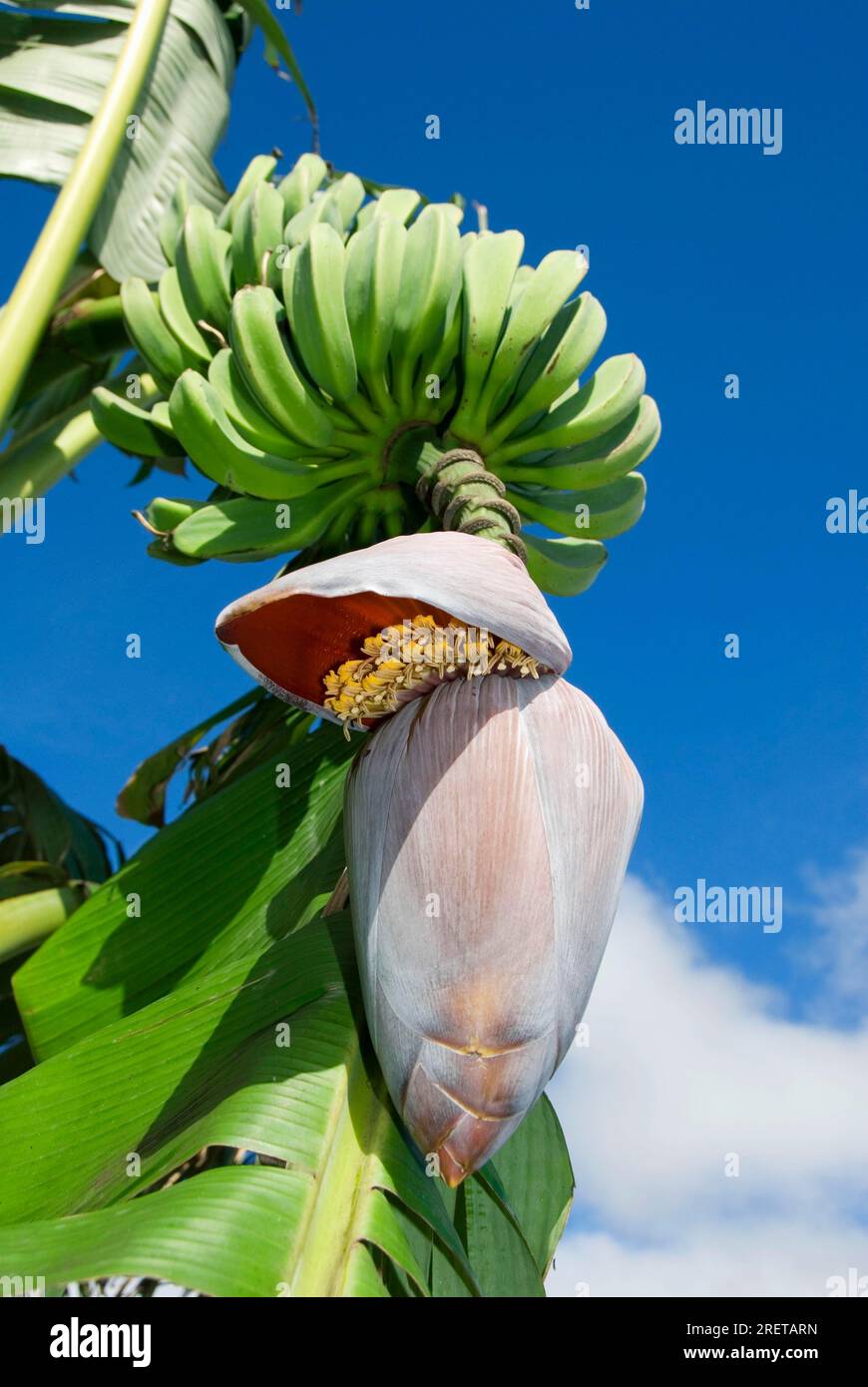 Banana (Musa) plant, Cuba Stock Photo - Alamy