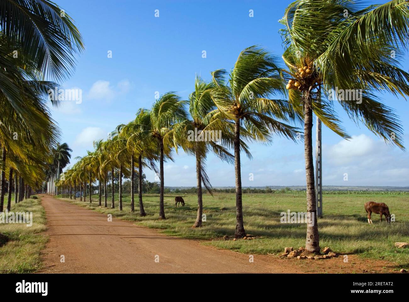 Cuba cuban fruit palm hi-res stock photography and images - Alamy