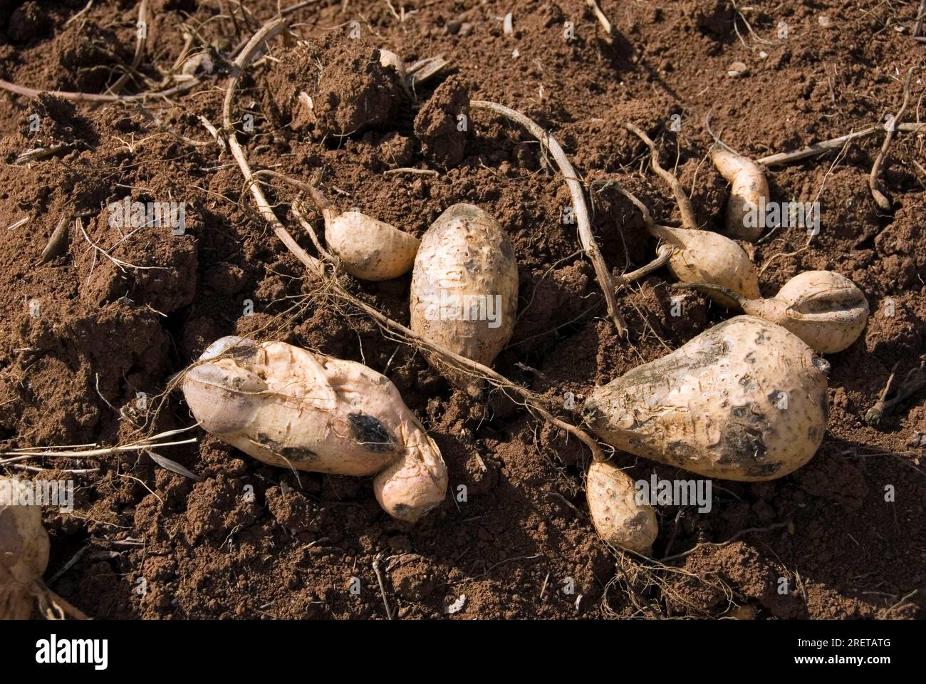 Cuban sweet potato hi-res stock photography and images - Alamy