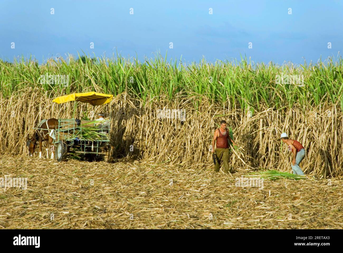 Sugarcane (Saccharum officinarum) harvest, Cienfuegos, Cuba Stock Photo ...