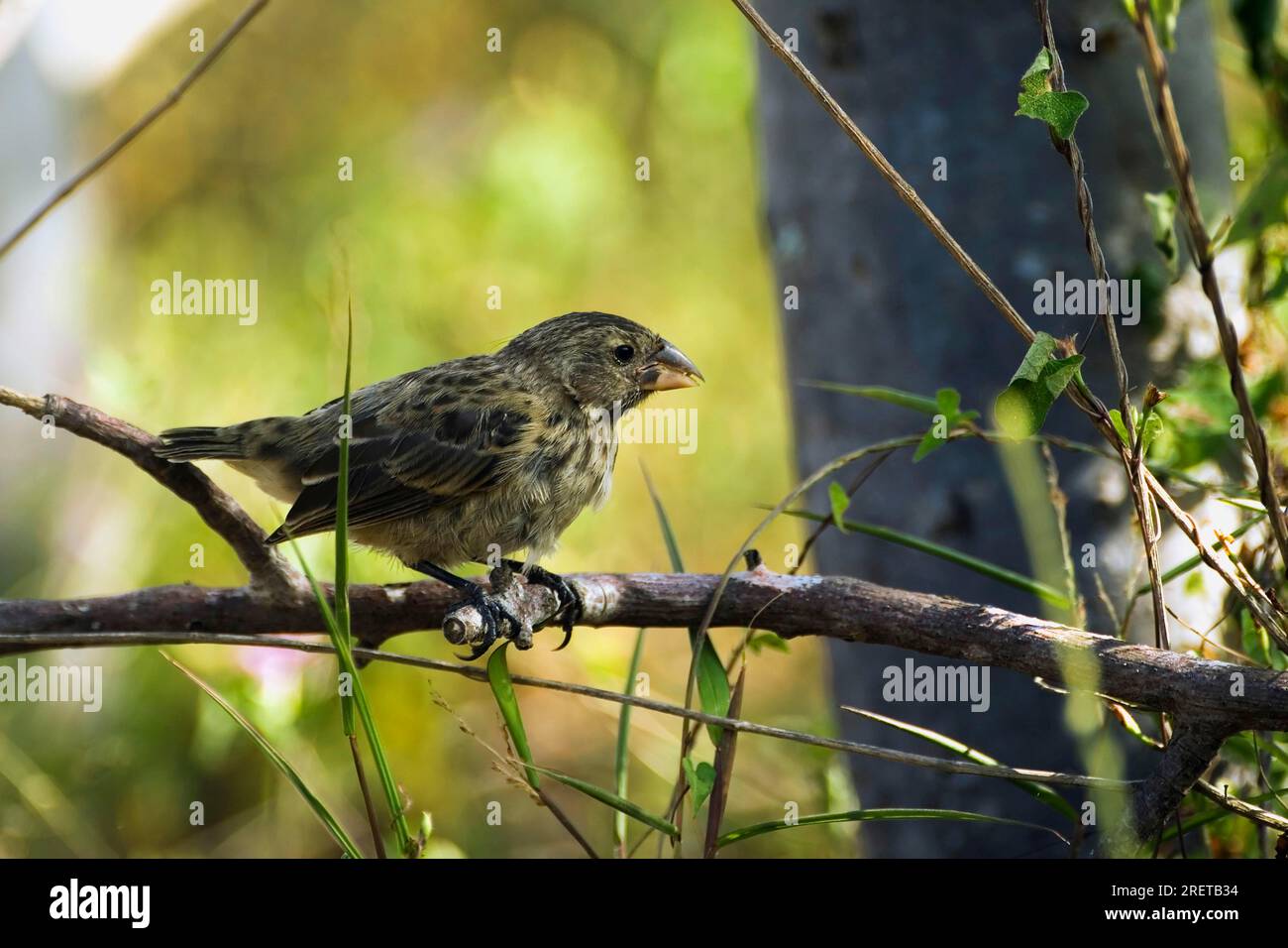 Large ground finch (Geospiza magnirostris), Isabela Island, Galapagos ...