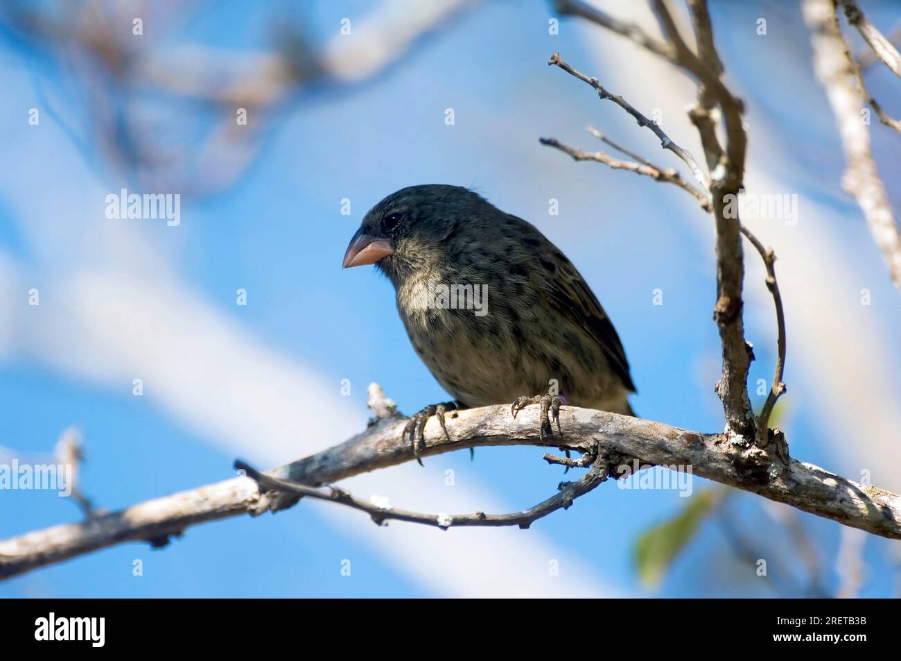 Large Ground Finch (Geospiza magnirostris), Santa Cruz Island ...