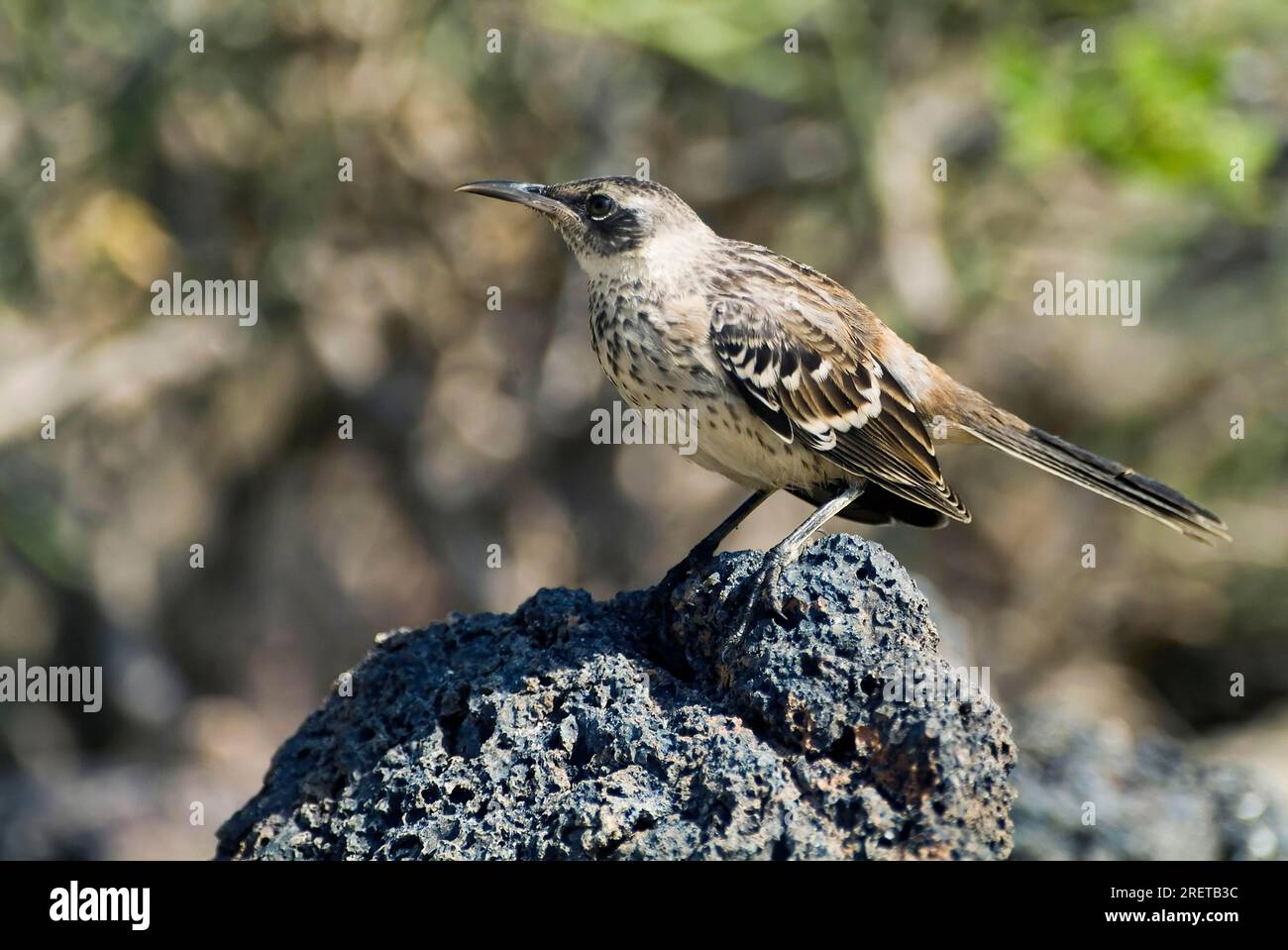 Galapagos Mockingbird, Genovesa Island, Galapagos Islands, Ecuador ...