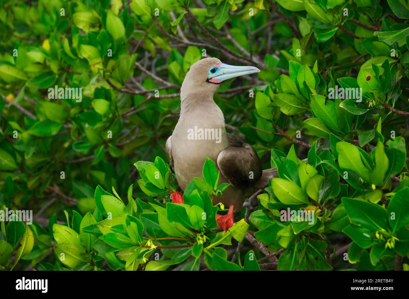 Red-footed Booby (Sula sula), Genovesa Island, Galapagos Islands ...