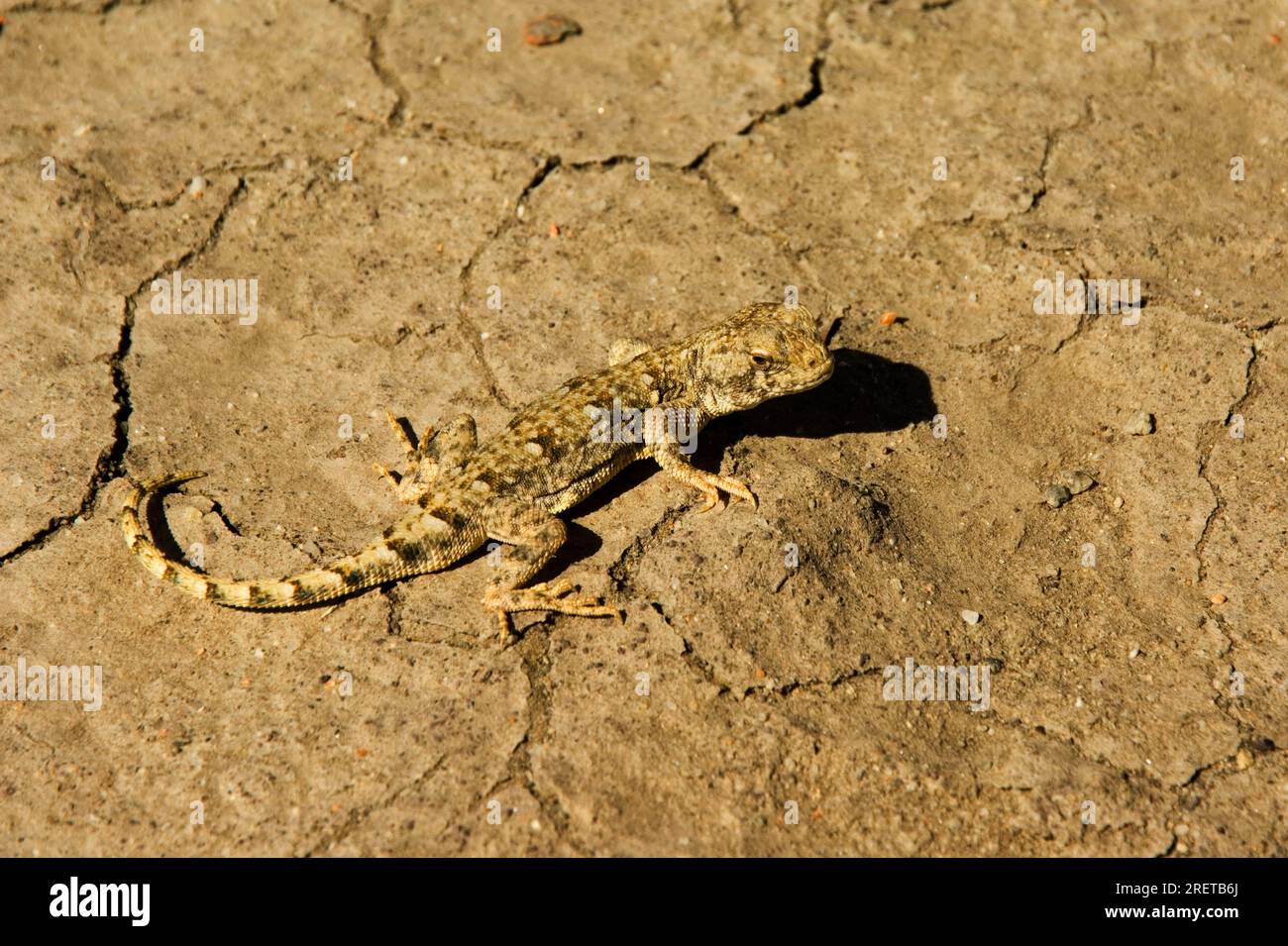 Darwins Lizard, Argentina (Liolaemus darwinii Stock Photo - Alamy