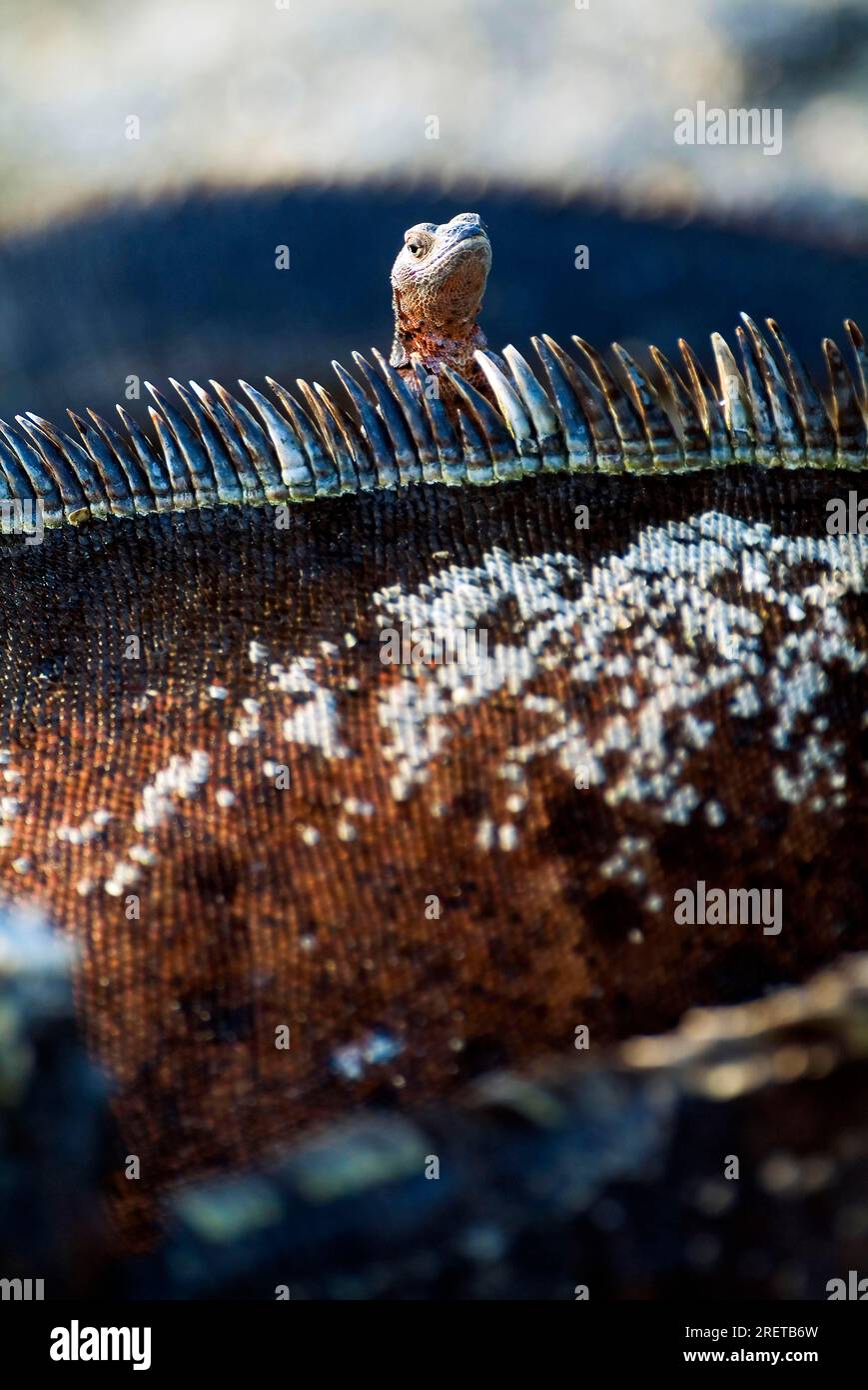 Galapagos Lava Lizard on Galapagos Marine Iguana (Amblyrhynchus ...