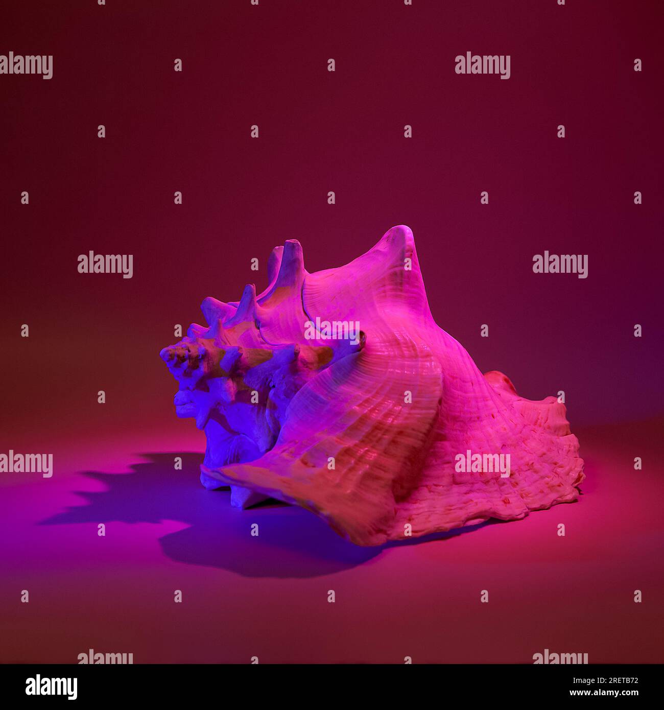 sea shell pink in neon light Stock Photo - Alamy