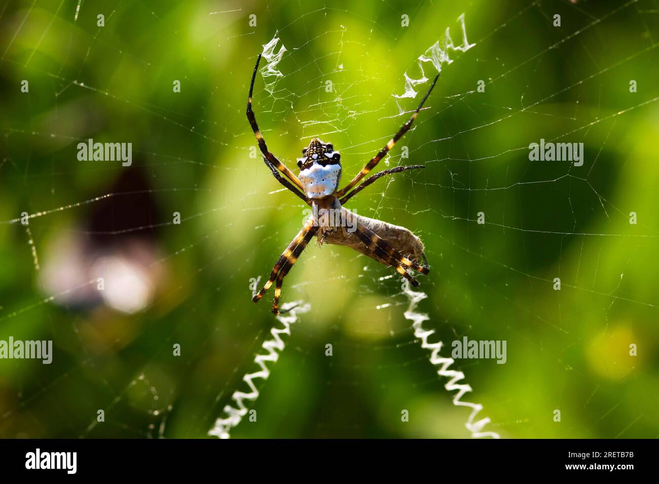 Zig-zag Spider in web, Galapagos Islands, Ecuador (Neoscona cooksoni Stock Photo - Alamy