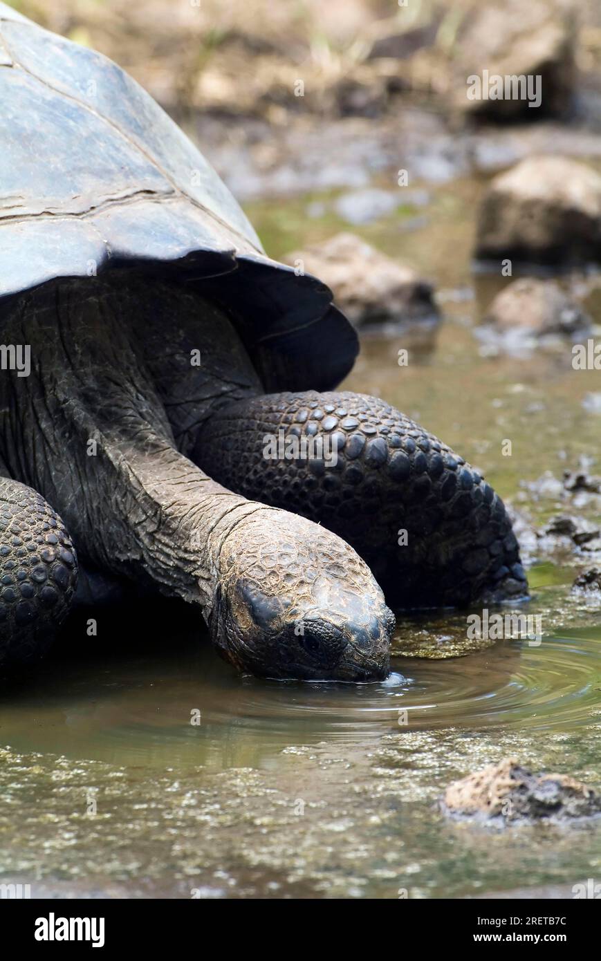 Galapagos Giant Tortoise, Santa Cruz Island, Galapagos Islands, Ecuador ...