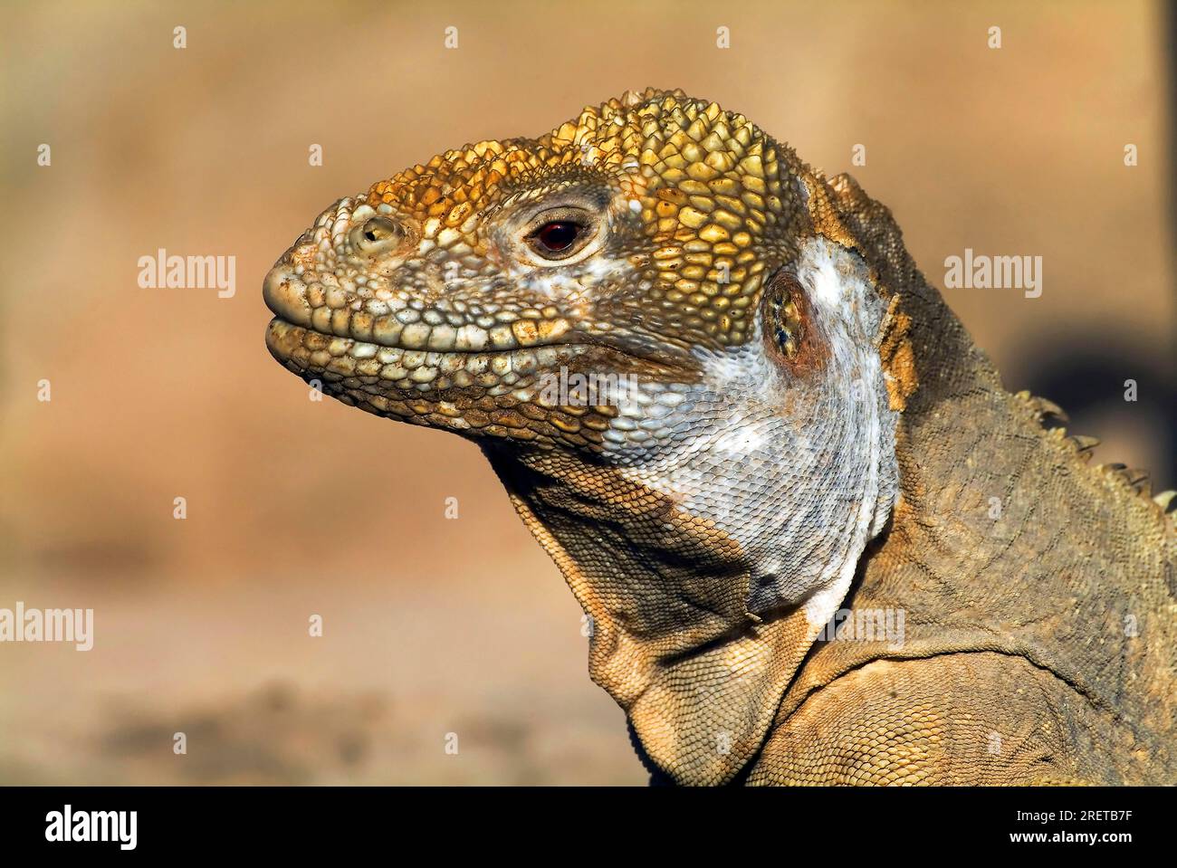 Santa Fe land iguana (Conolophus pallidus), Santa Fe Island, Galapagos Islands, Ecuador, Santa ...