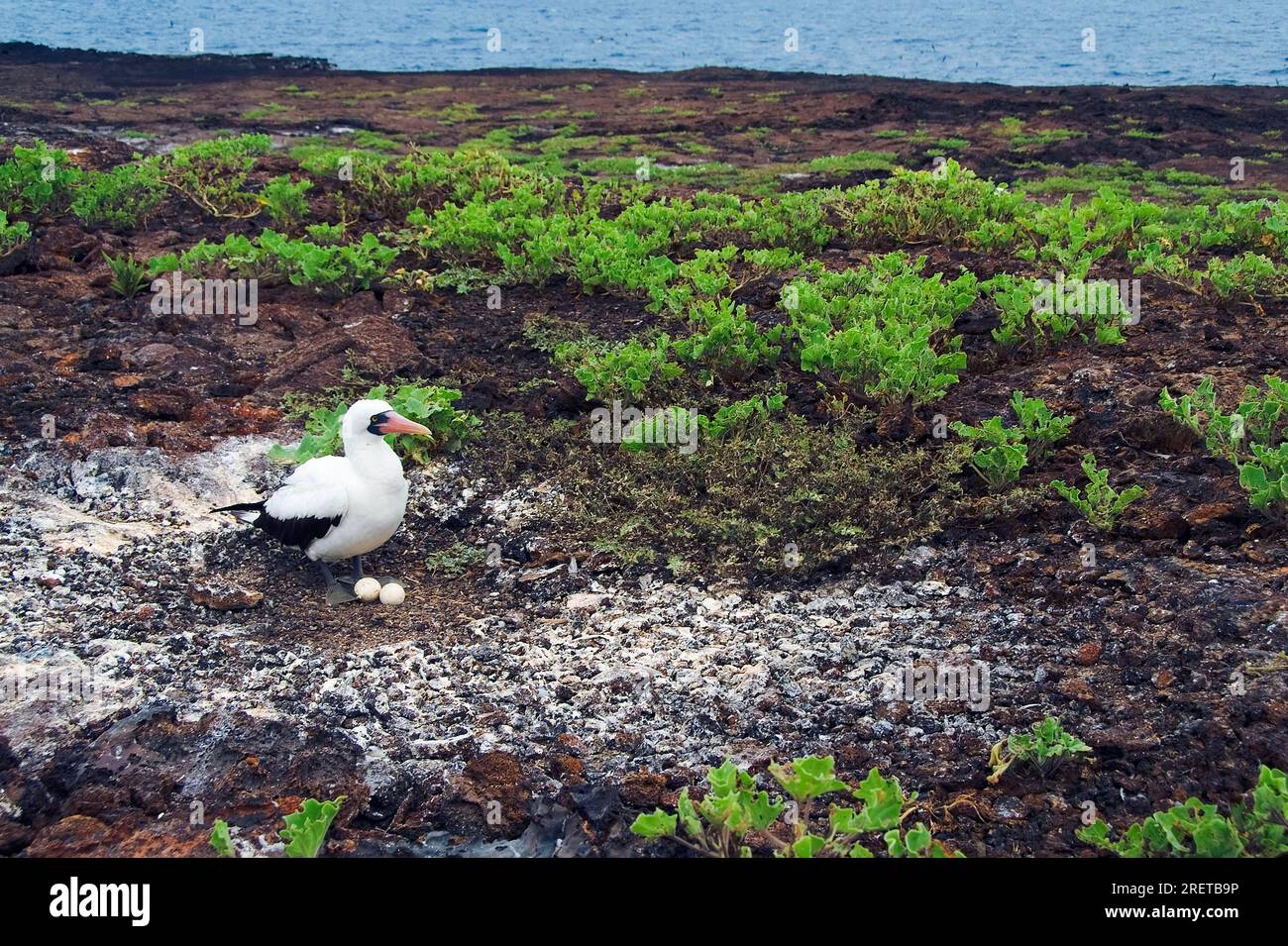 Nazca Booby (Sula granti) at nest with eggs, Genovesa Island, Galapagos ...