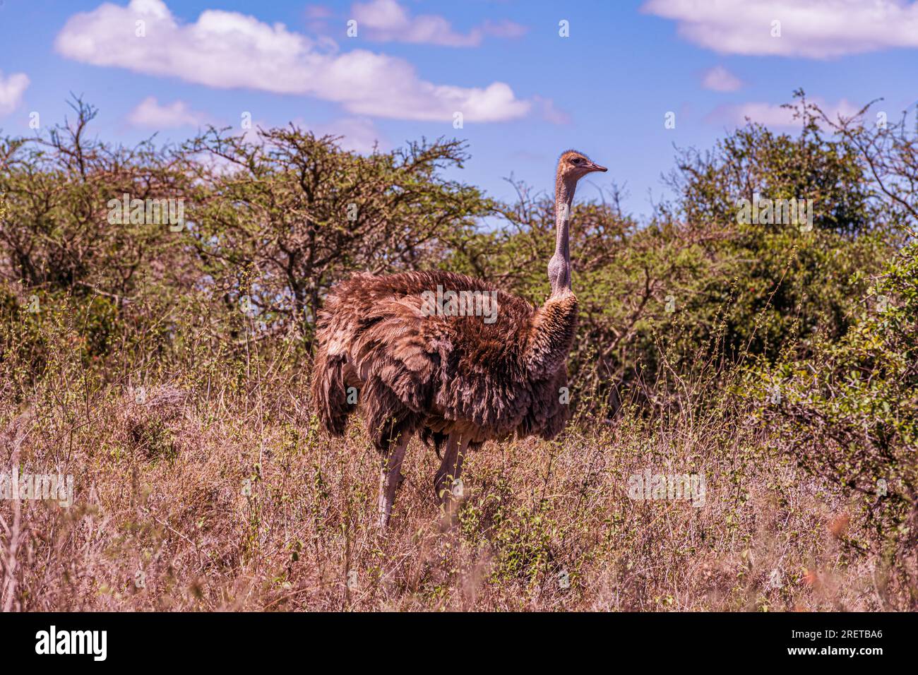 The common ostrich, or simply ostrich, is a species of flightless bird ...