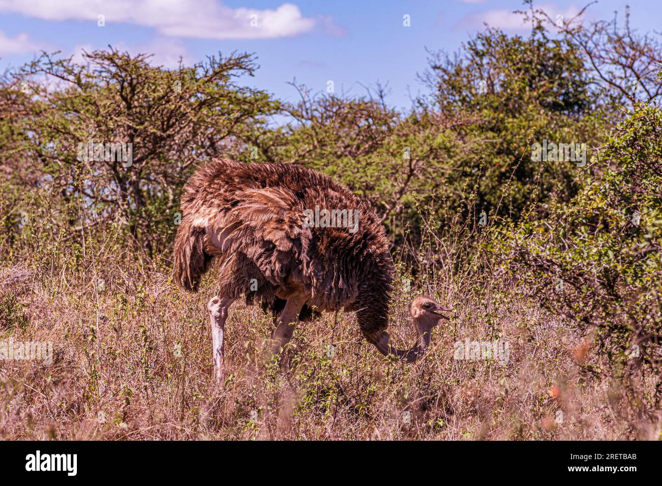 The common ostrich, or simply ostrich, is a species of flightless bird ...